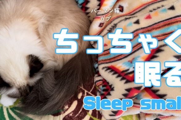 溺愛されるネコ #shorts #スコティッシュフォールド #猫 #ねこ #cat - MEOW MOE