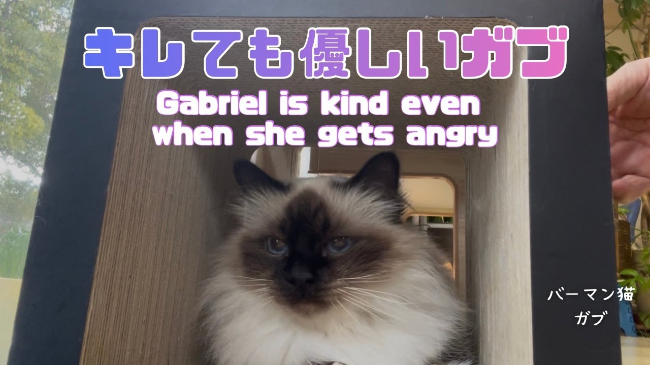 バーマン猫ガブ【キレても優しいガブ】Gabriel is kind even when she gets angry（バーマン猫）Birman ...